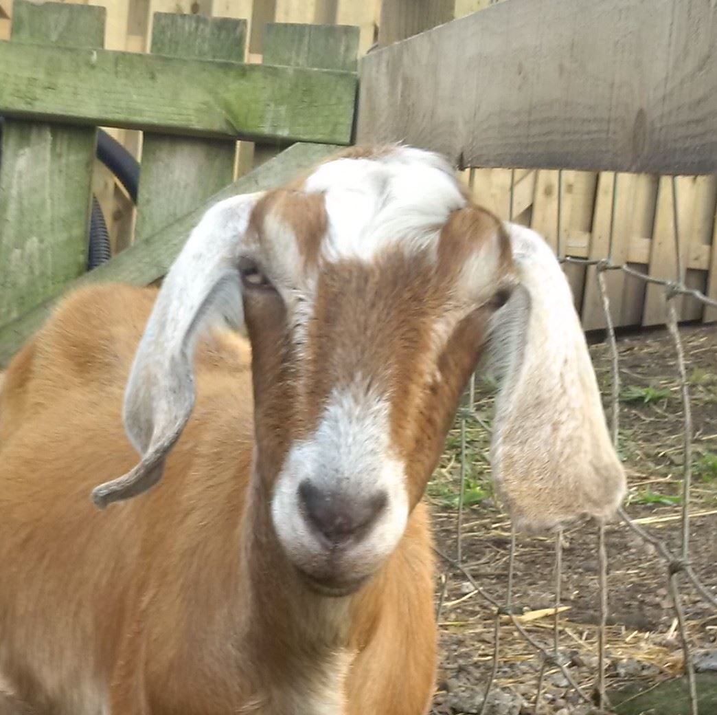 Rose Cottage Croft. Katie's Meadow