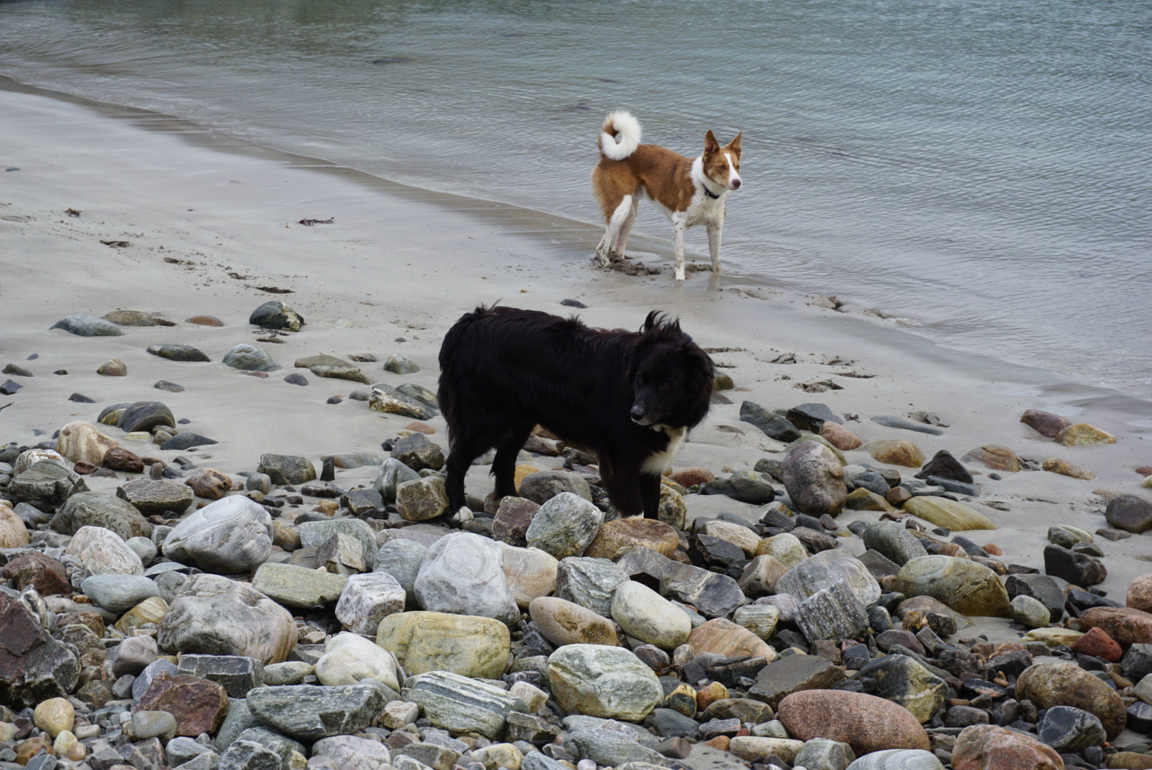 Rose Cottage Croft. Morning Walk